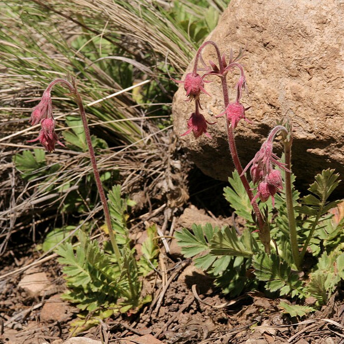 Prairie Smoke – Native Utah Plants