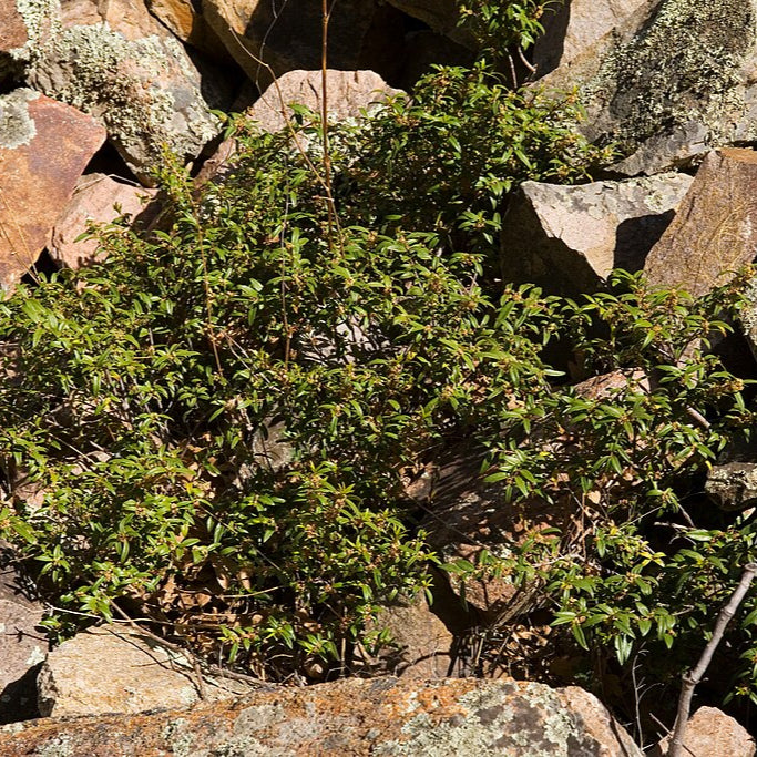 Mountain Lover – Native Utah Plants