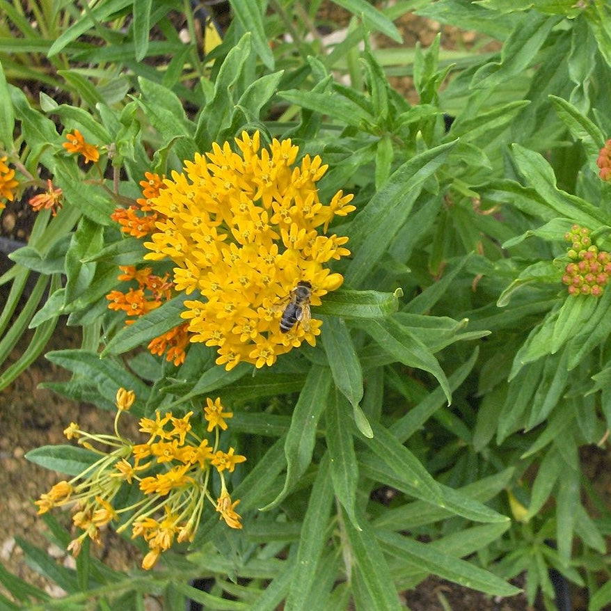 Butterfly Milkweed ‘Hello Yellow’ – Native Utah Plants