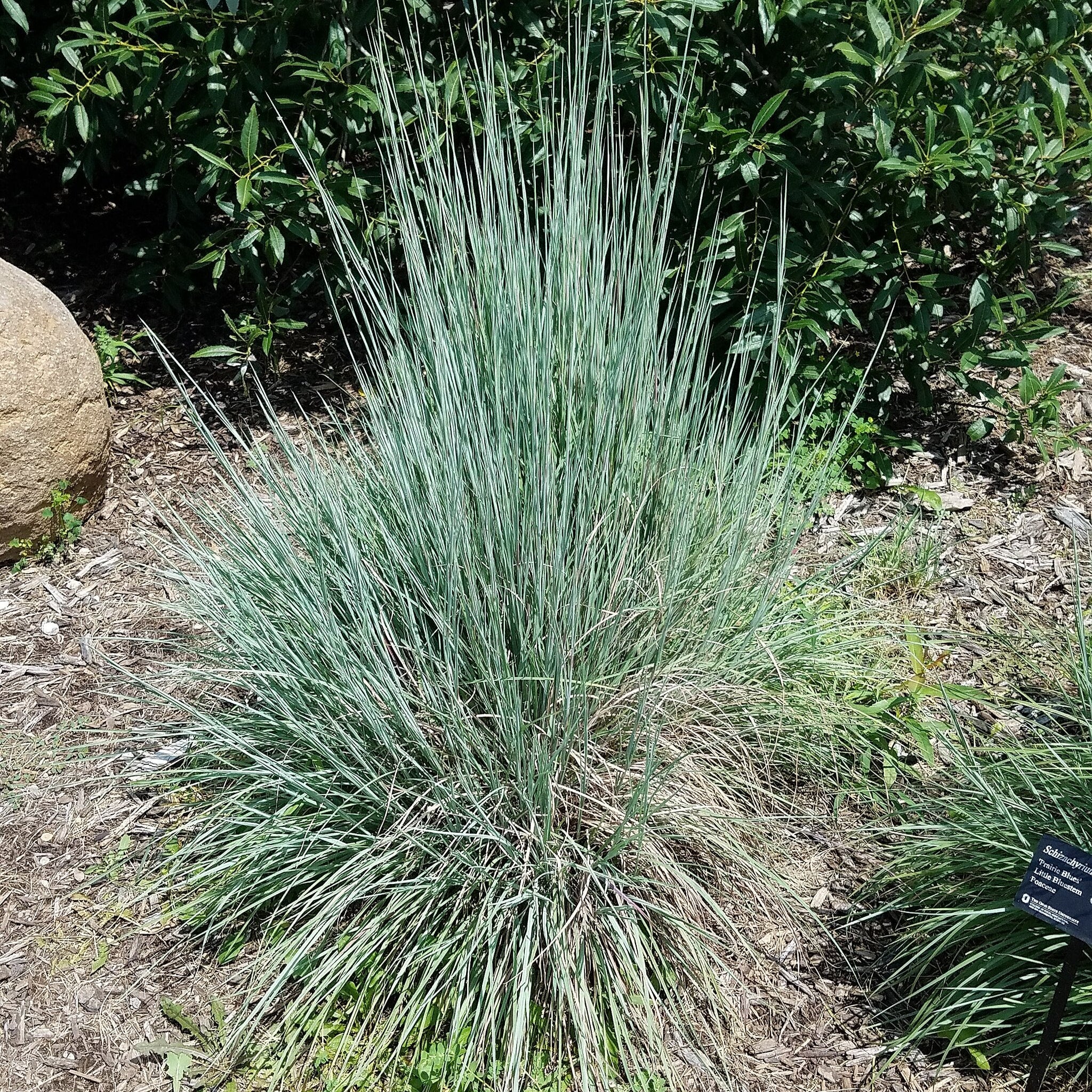 Ornamental Grasses – Native Utah Plants