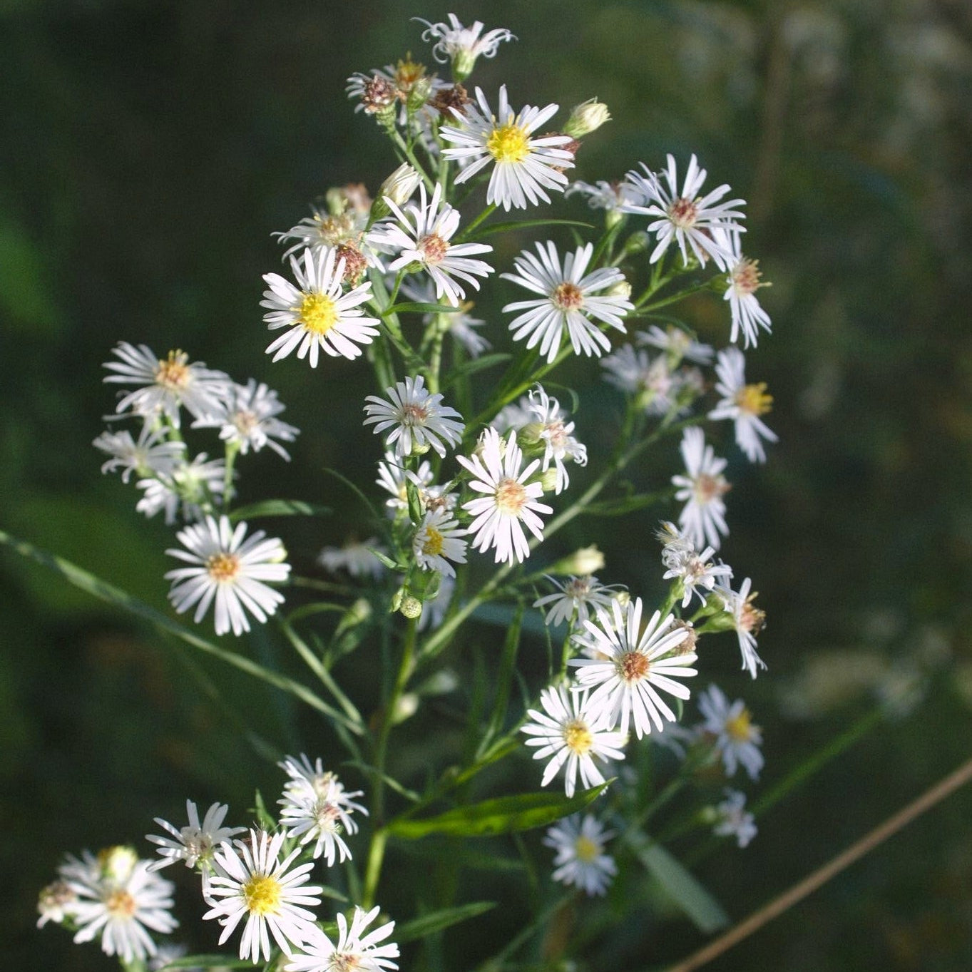 Panicled Aster – Native Utah Plants