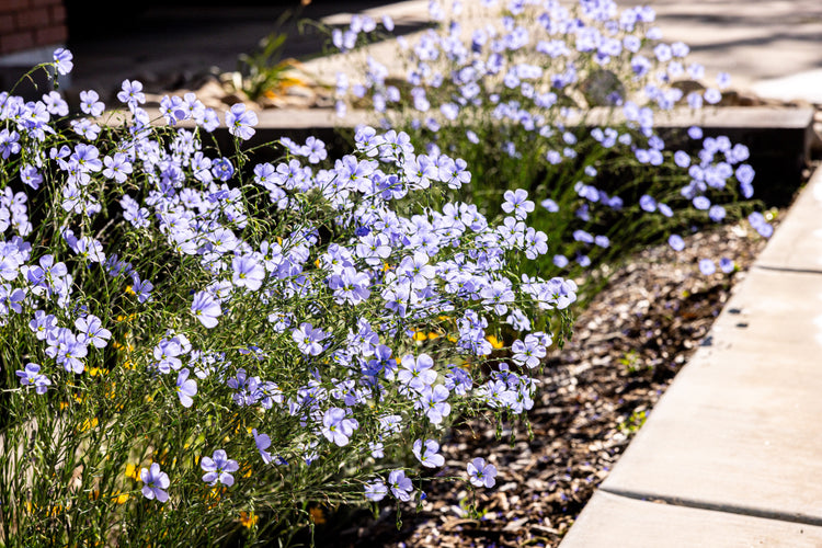 Native Utah Plants | Provo Nursery