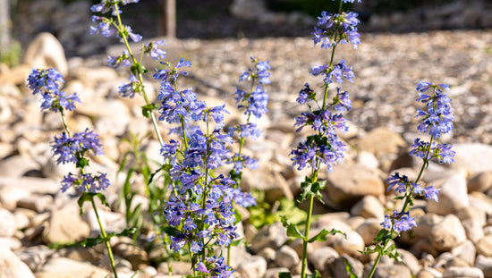 Why native plants? | Waterwise Landscaping Benefits – Native Utah Plants