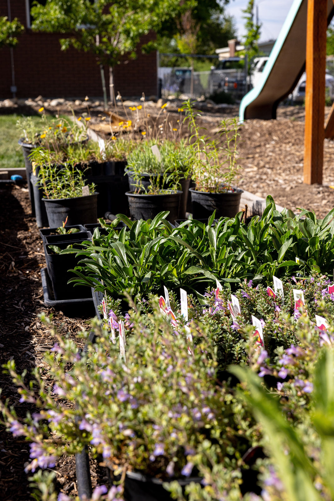 Nursery Visit – Native Utah Plants