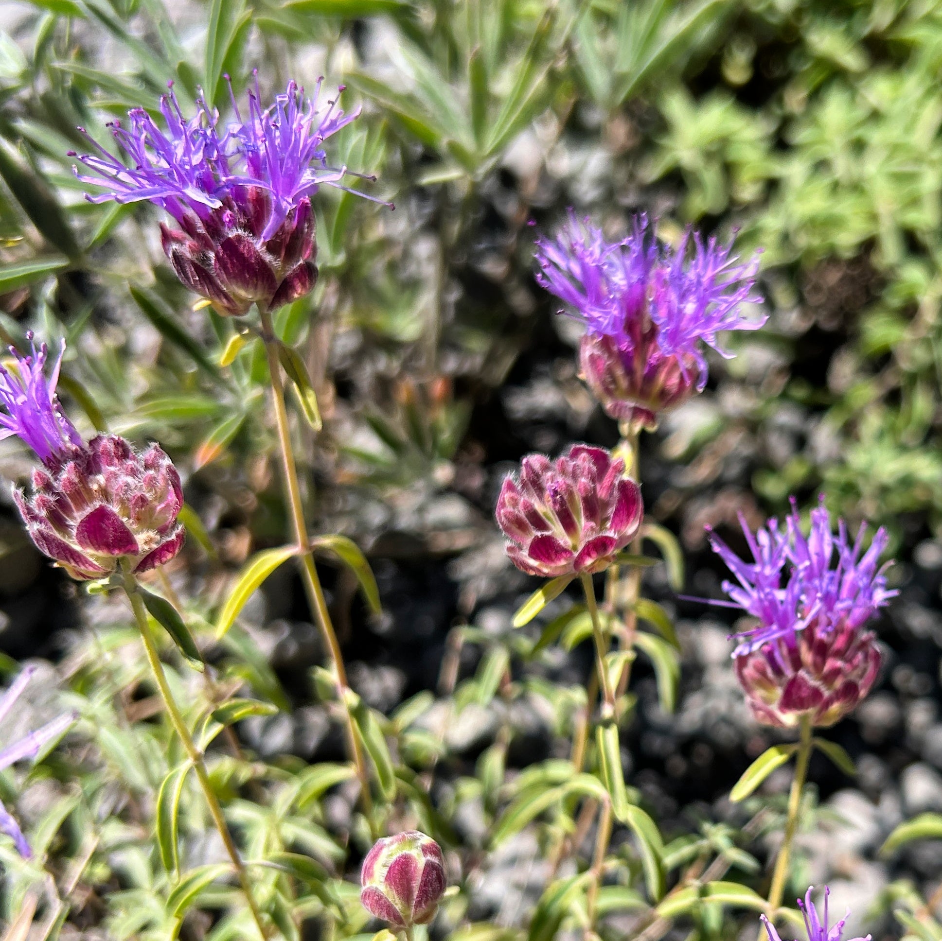 Native Utah Plants | Provo Nursery