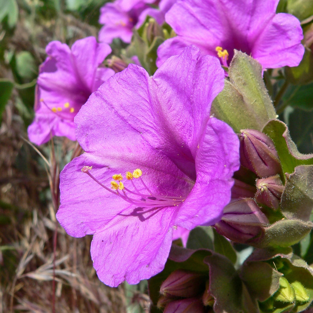 Wildflowers – Native Utah Plants