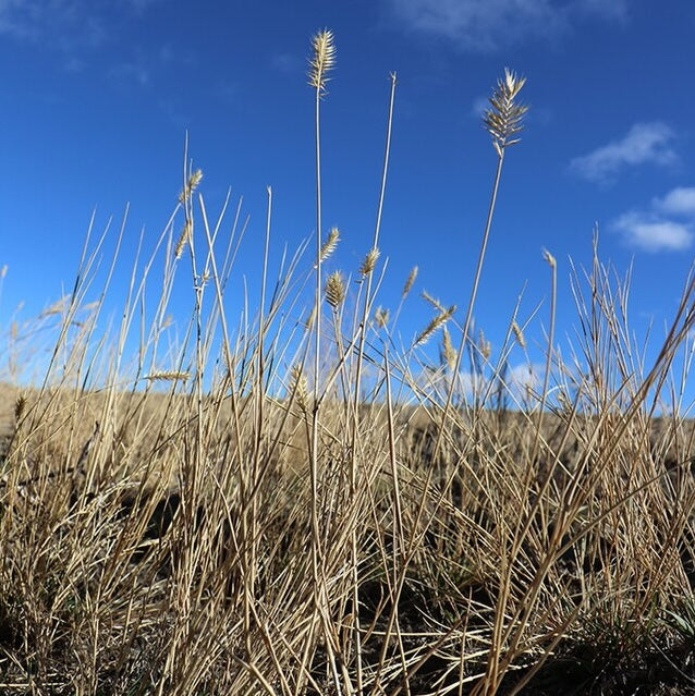 Sandberg Bluegrass – Native Utah Plants