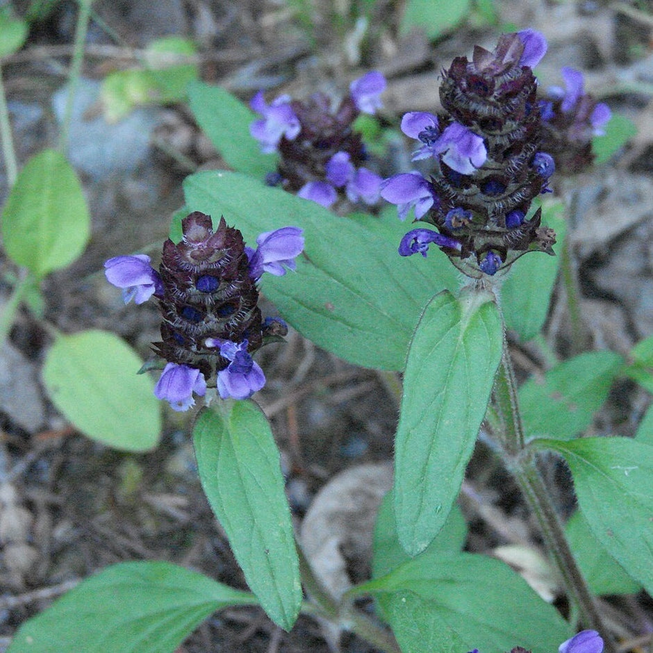 Water-loving Plants – Native Utah Plants
