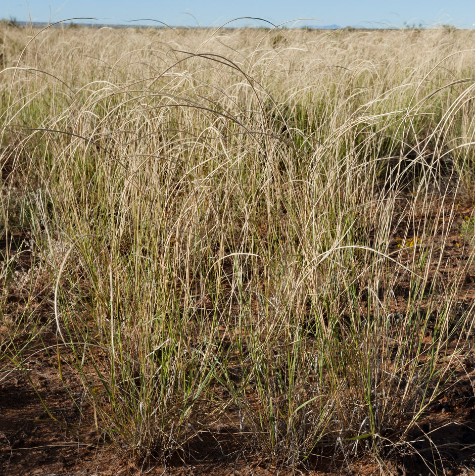 Ornamental Grasses – Native Utah Plants