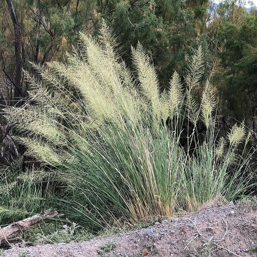 Giant Sacaton – Native Utah Plants