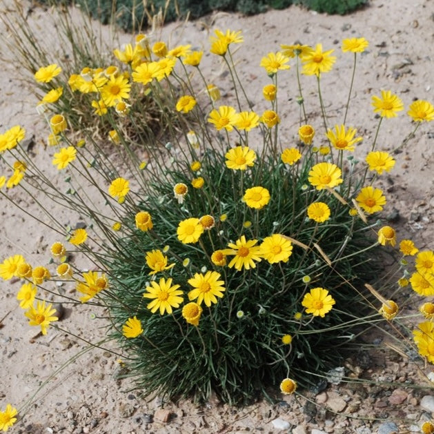 Sol Dancer Daisy – Native Utah Plants