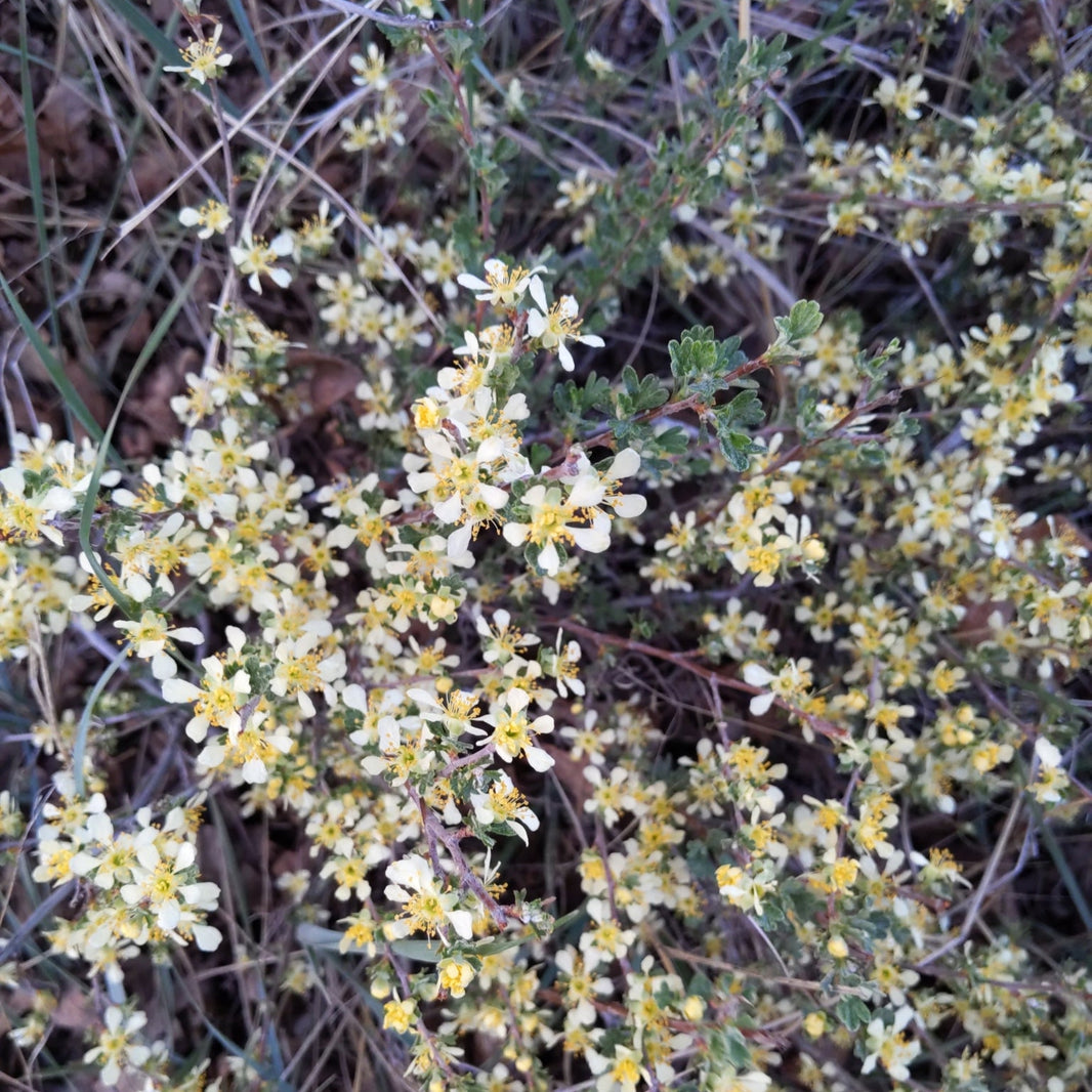 Products – Native Utah Plants