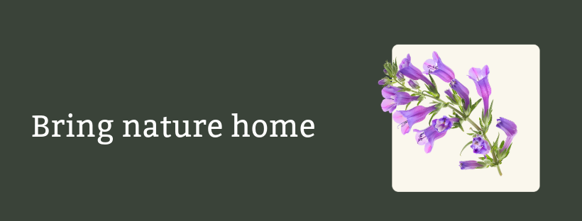 Native Utah Plants | A New Native Plant Nursery in Provo