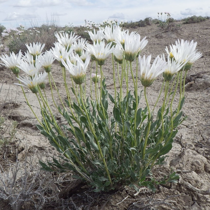 Native Utah Plants | Provo Nursery