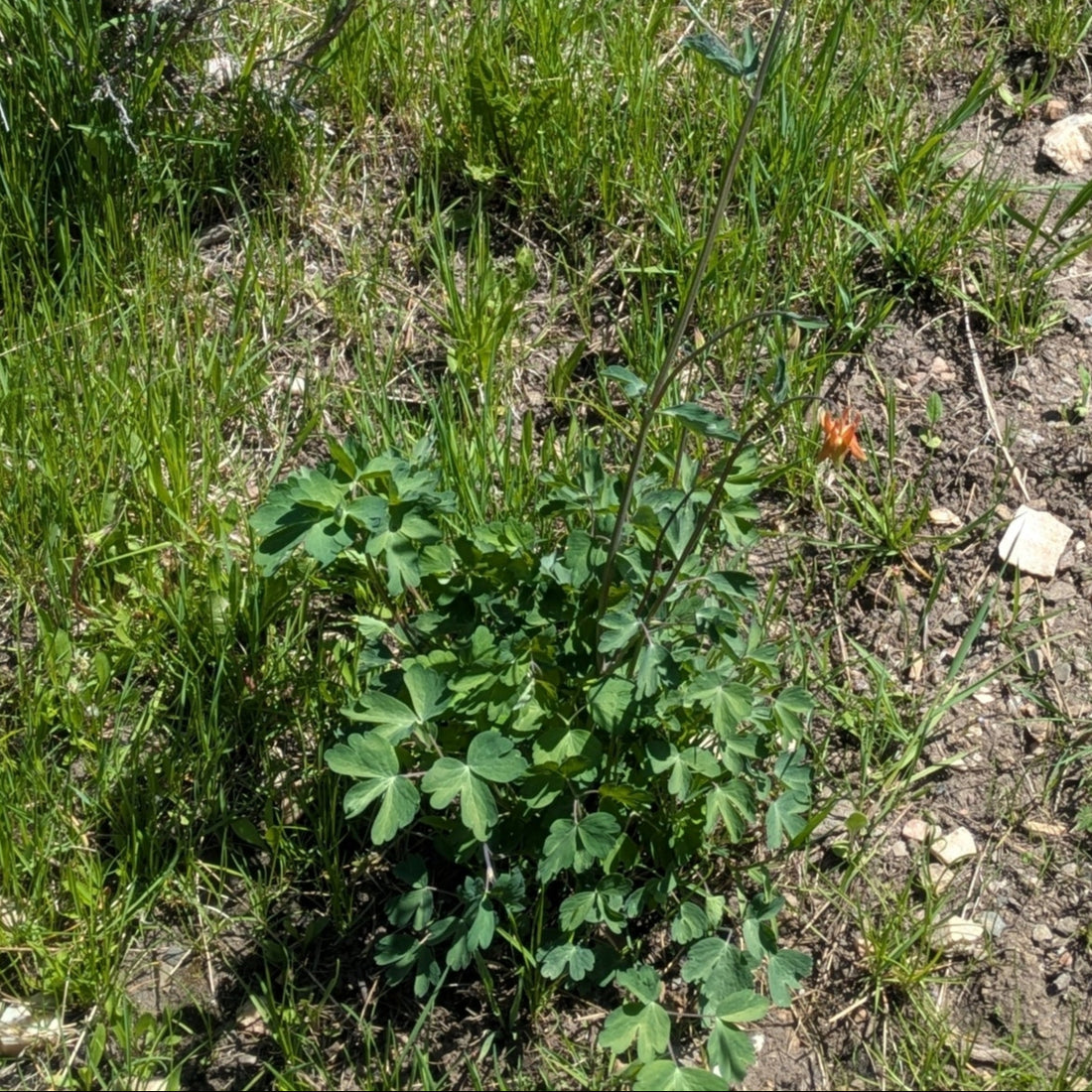 Red Columbine – Native Utah Plants